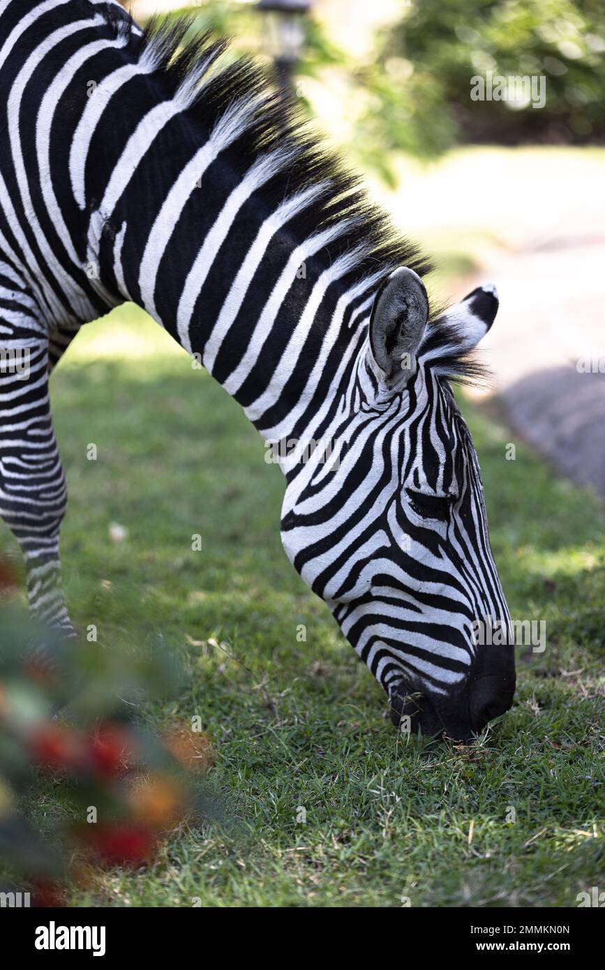 Zebra eats grass Stock Photo - Alamy