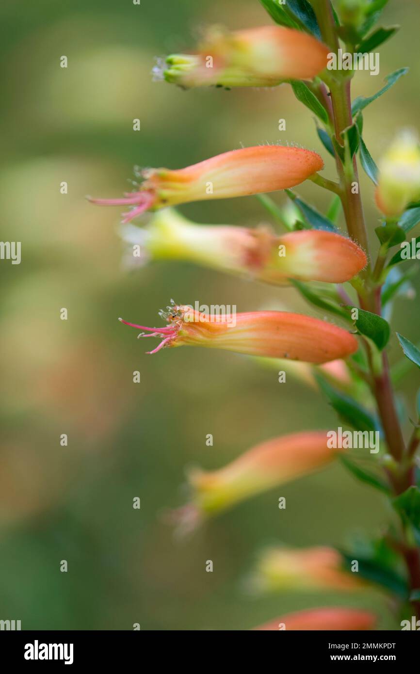 Tubular flower hi-res stock photography and images - Alamy