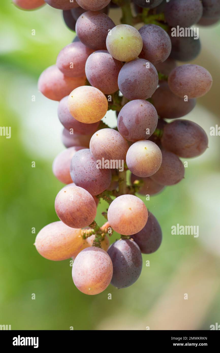 Red grapes in the vineyard Stock Photo - Alamy