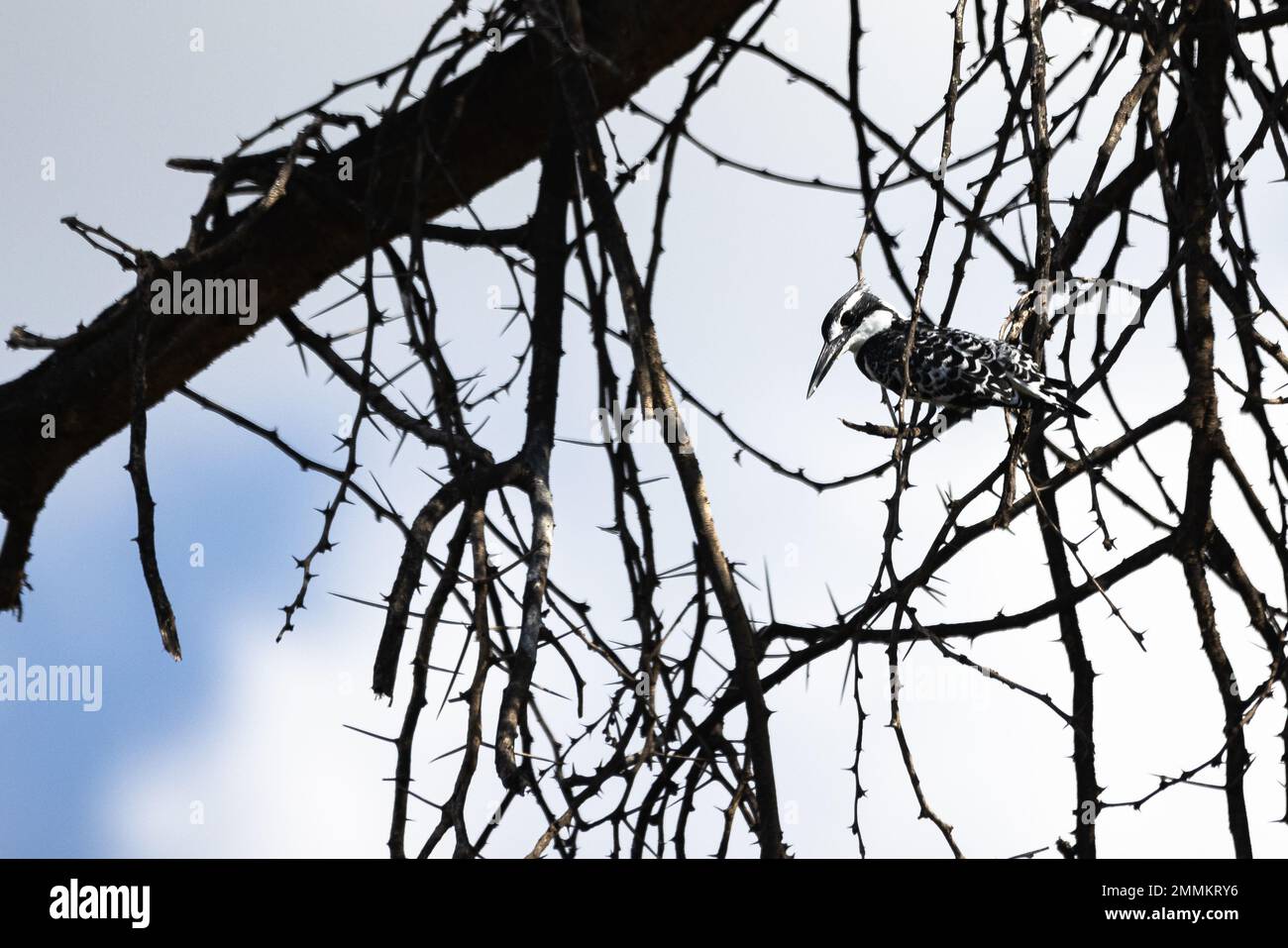 African birds in their habitat hi-res stock photography and images - Alamy