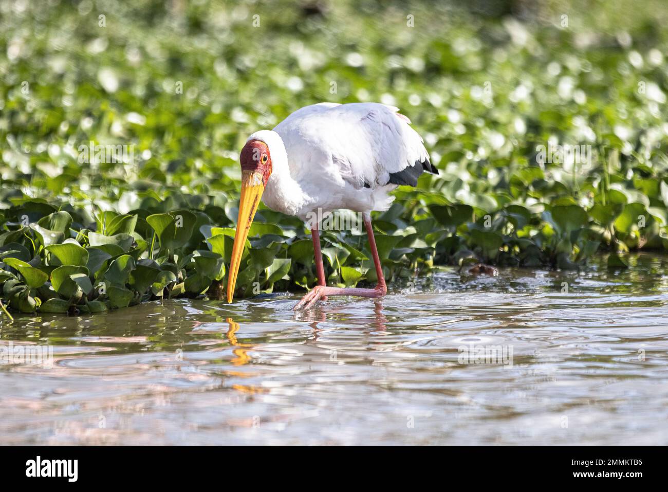 Yellow bellied stork drinking in lake Stock Photo - Alamy