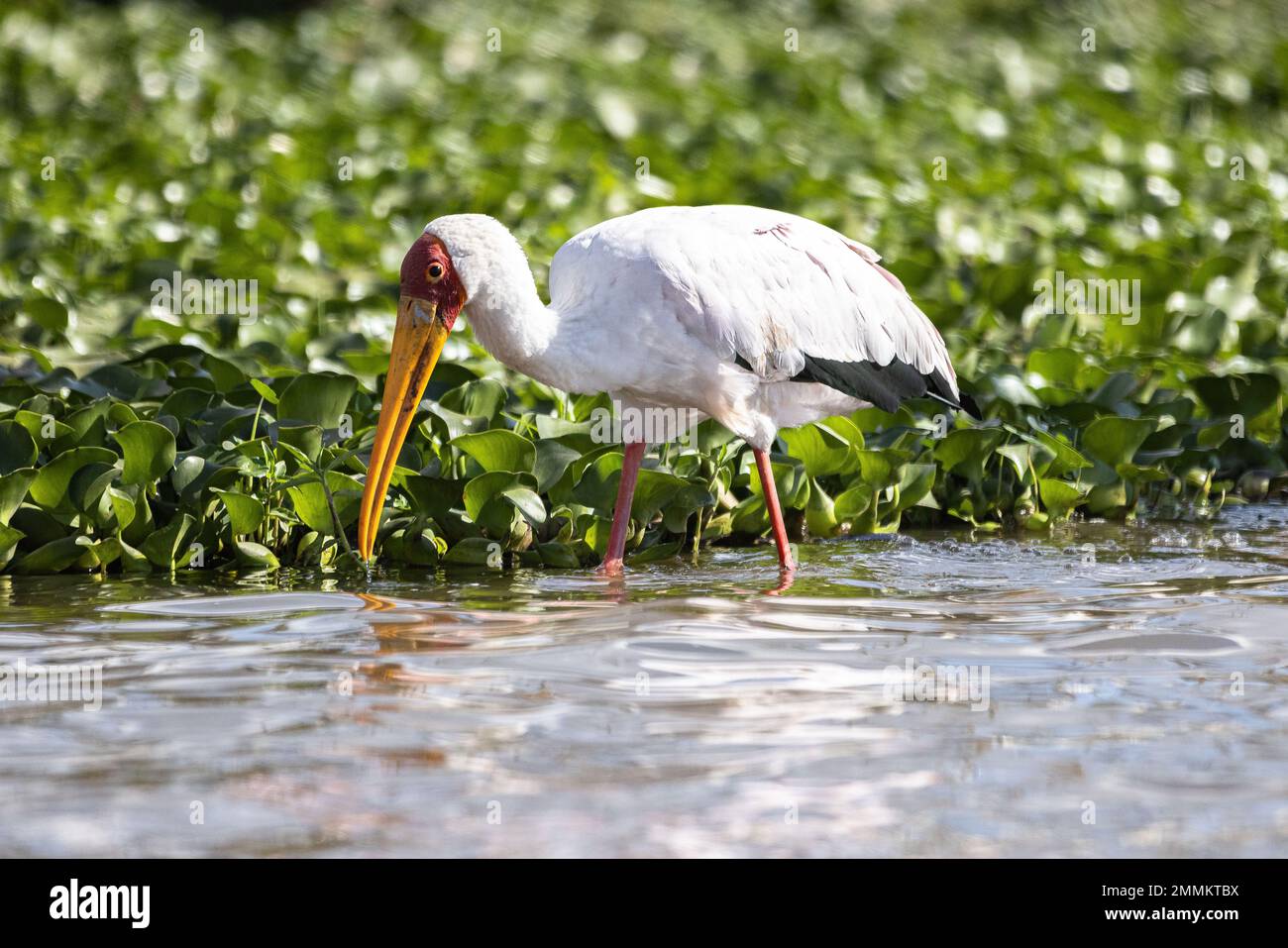 Yellow bellied stork drinking in lake Stock Photo - Alamy