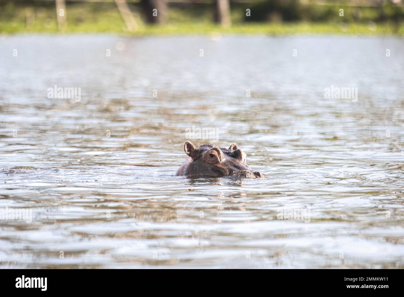 Hippos natural habitat hi-res stock photography and images - Alamy