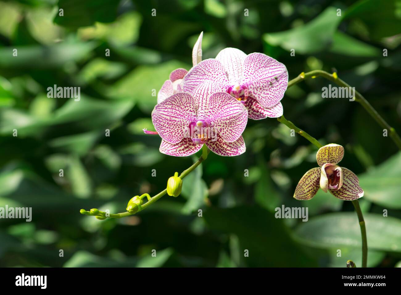 Beautiful pink orchids flower in garden Stock Photo - Alamy