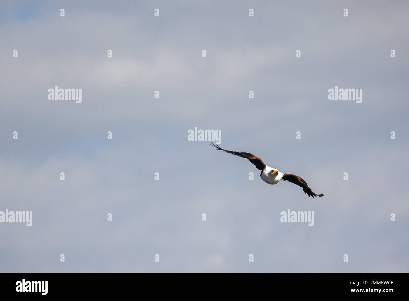 African hawk taking flight Stock Photo - Alamy