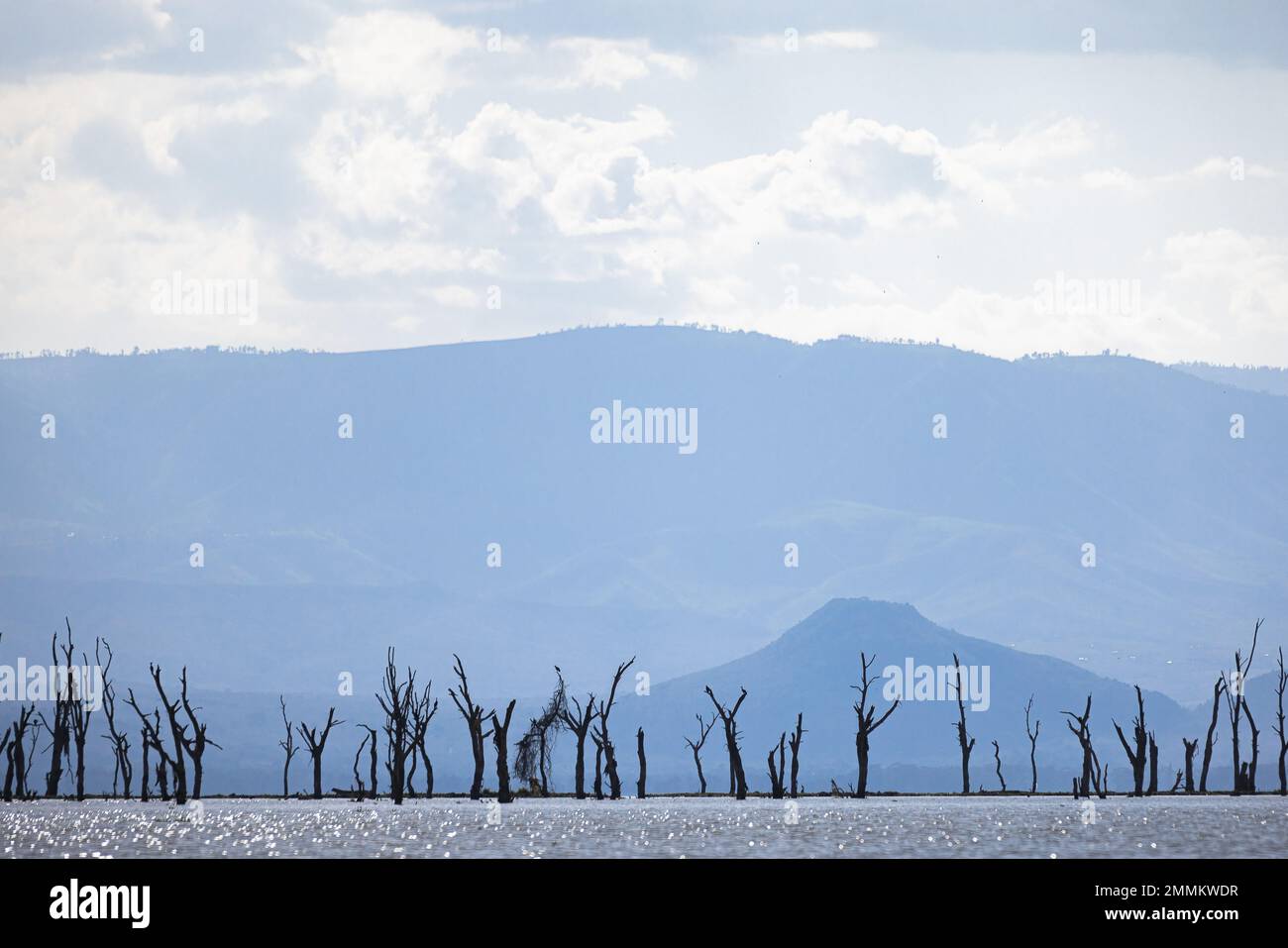 Trees in Lake Navaisha Stock Photo - Alamy