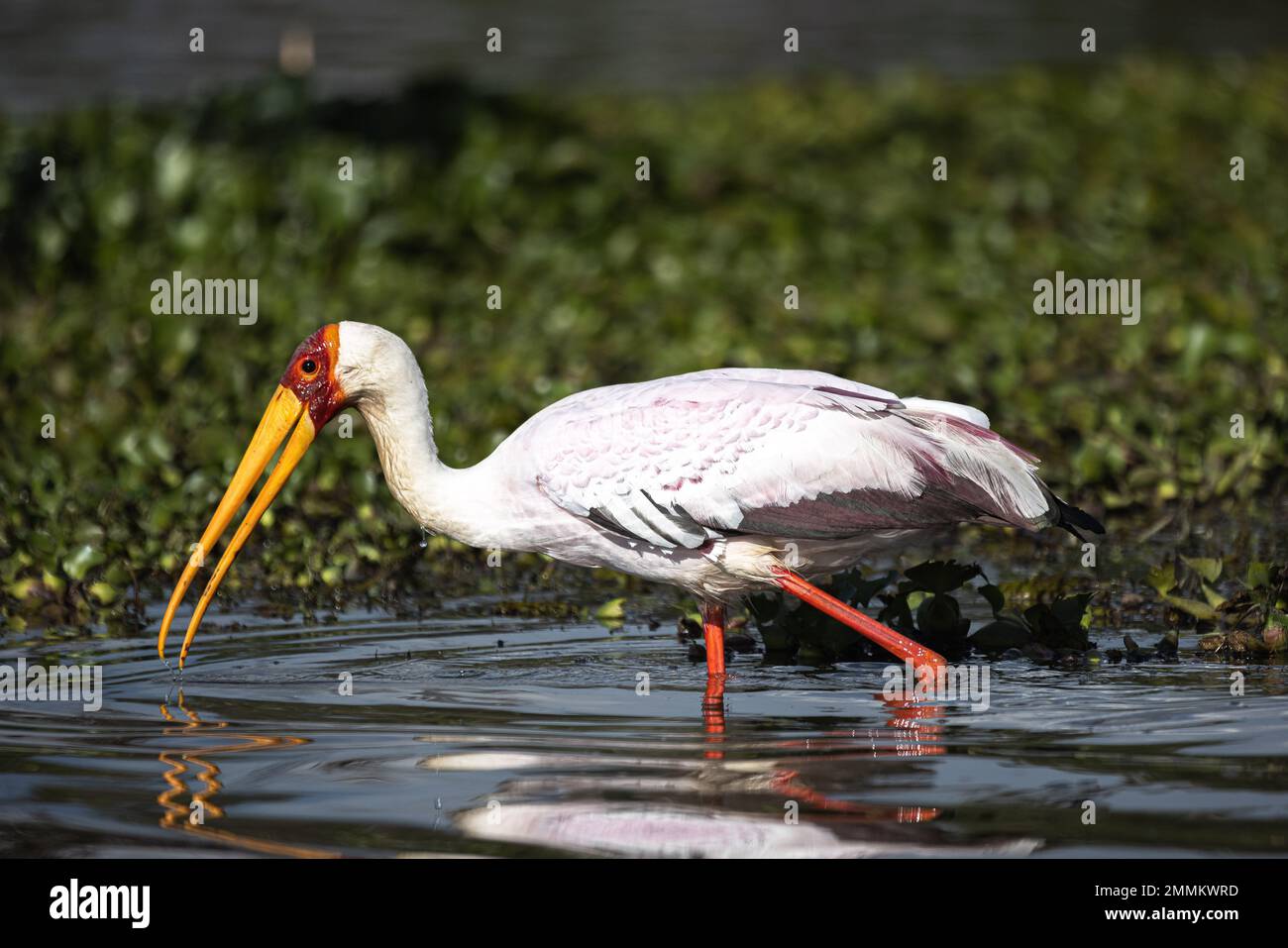 Yellow bellied stork drinking in lake Stock Photo - Alamy
