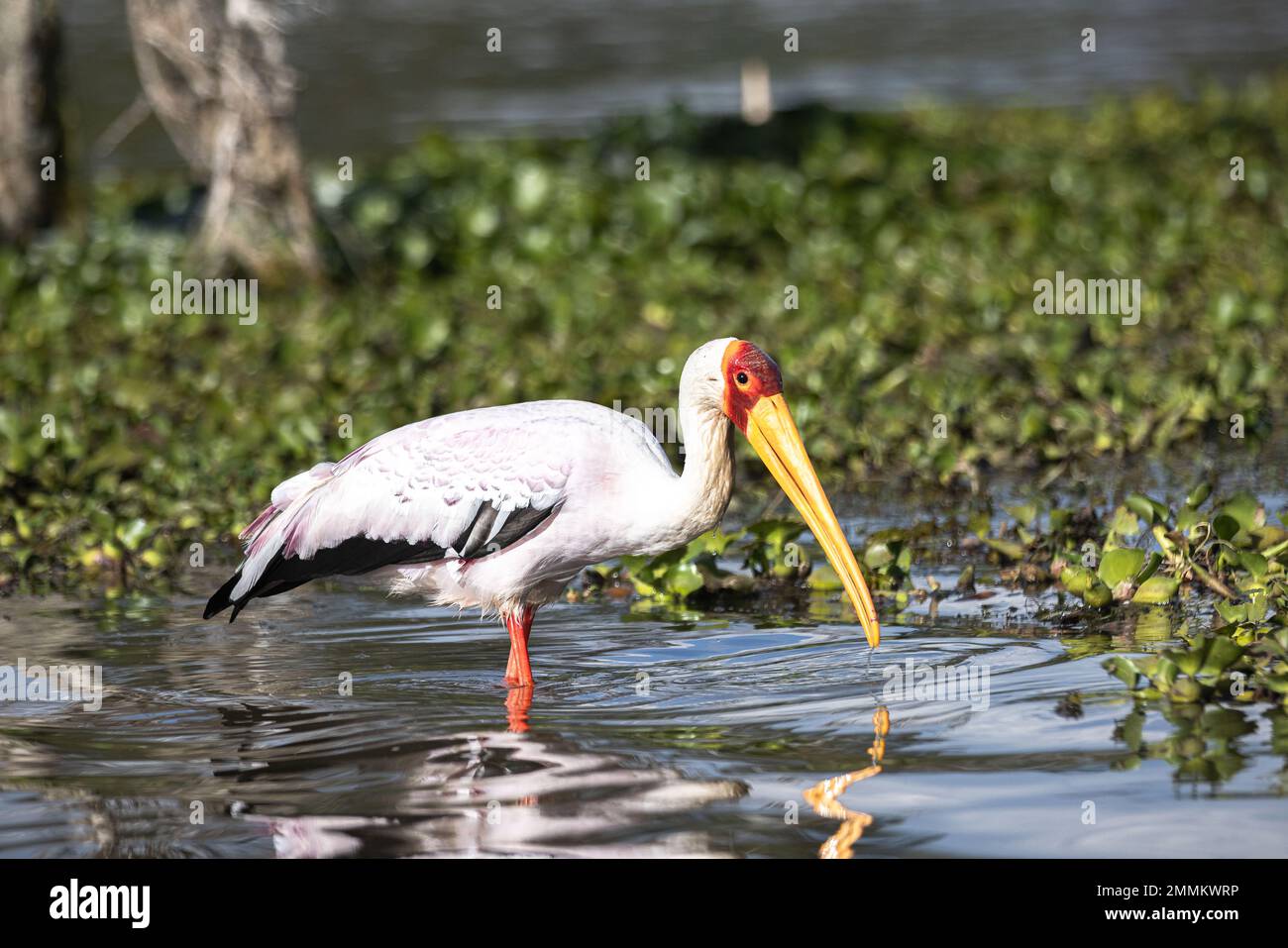 Vulture drinking water hi-res stock photography and images - Alamy