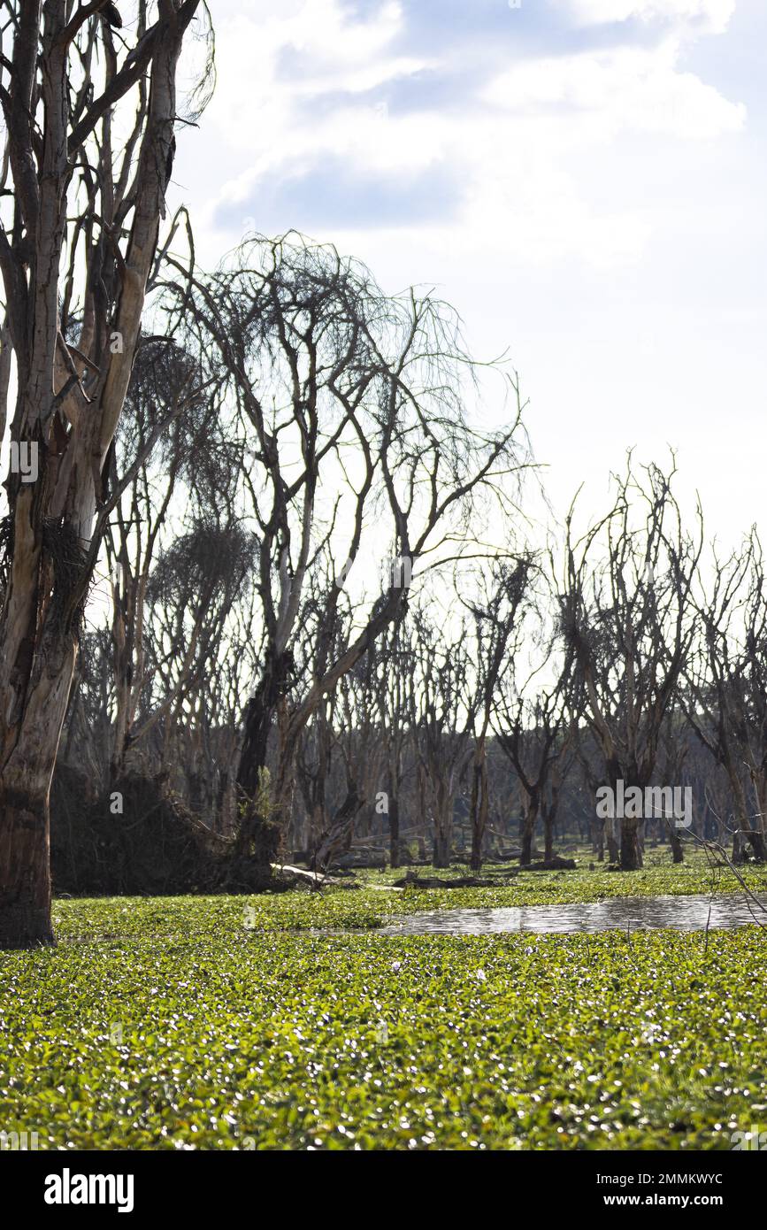 Trees in Lake Navaisha Stock Photo - Alamy
