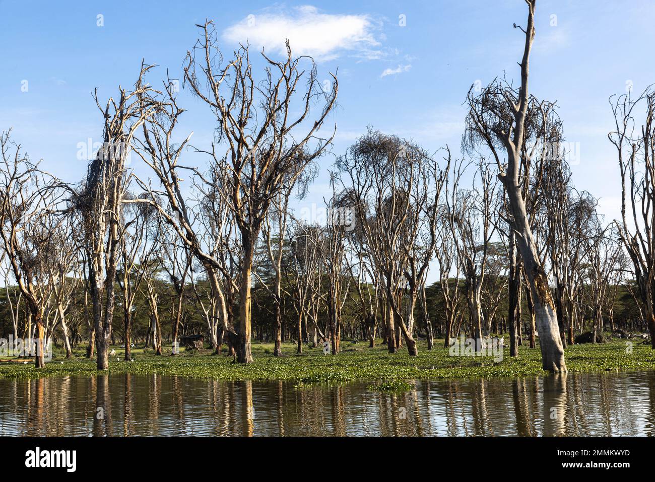 Tree wilderness kenya trees hi-res stock photography and images - Alamy
