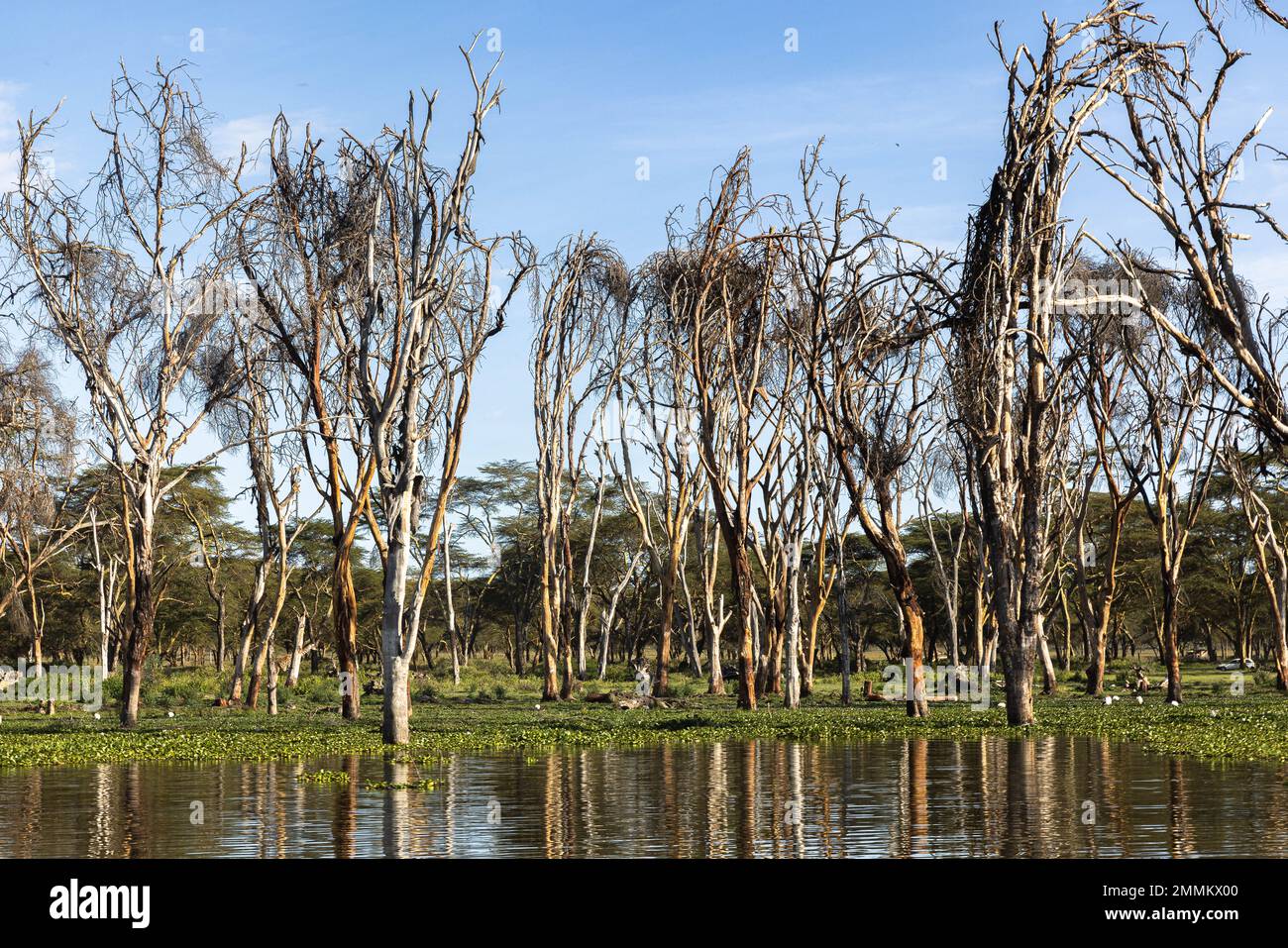 Tree wilderness kenya trees hi-res stock photography and images - Alamy