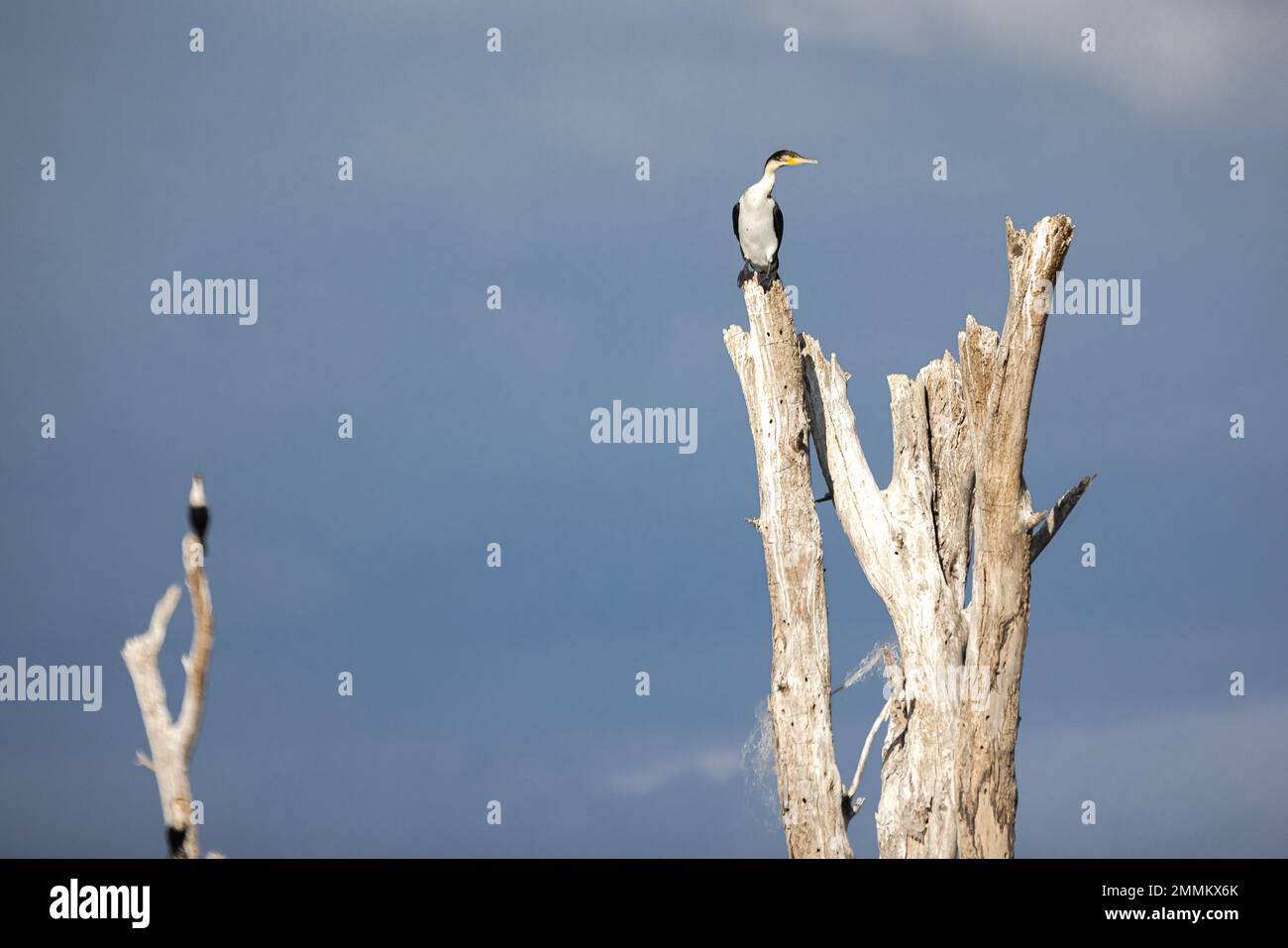 Birds resting on trees Stock Photo - Alamy