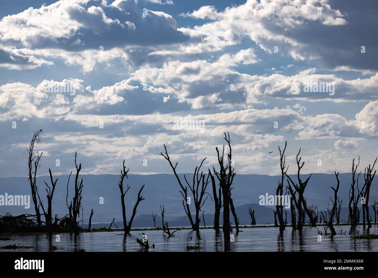 Trees in Lake Navaisha Stock Photo - Alamy
