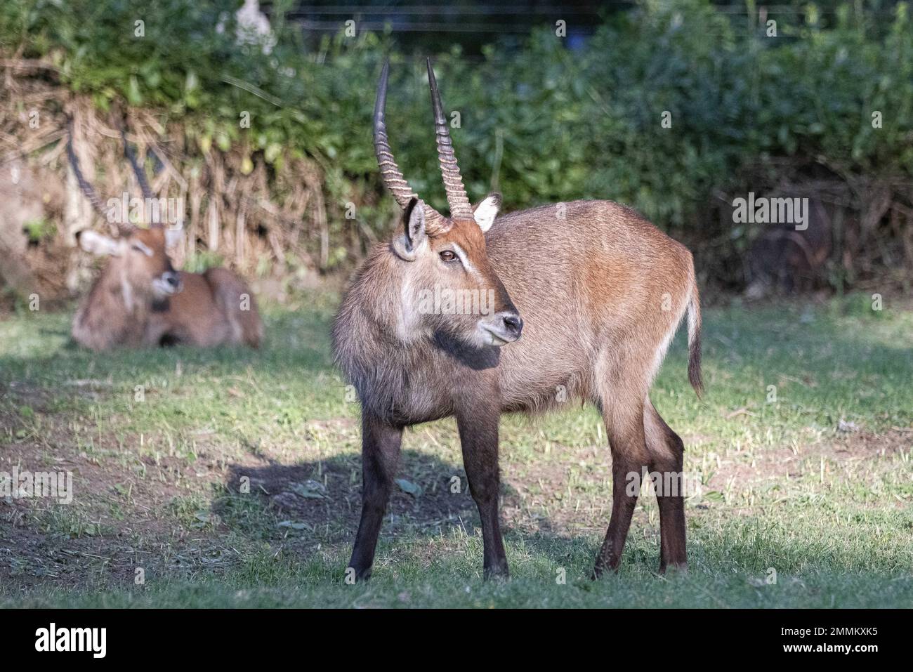 Impala leap hi-res stock photography and images - Alamy