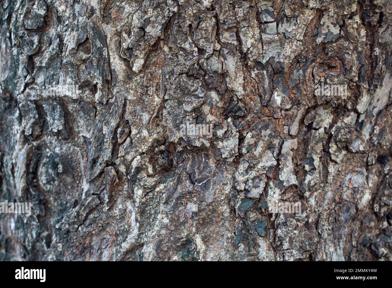 old wood tree bark texture background Stock Photo - Alamy