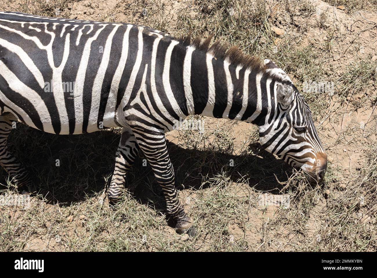 Zebra eats grass Stock Photo - Alamy