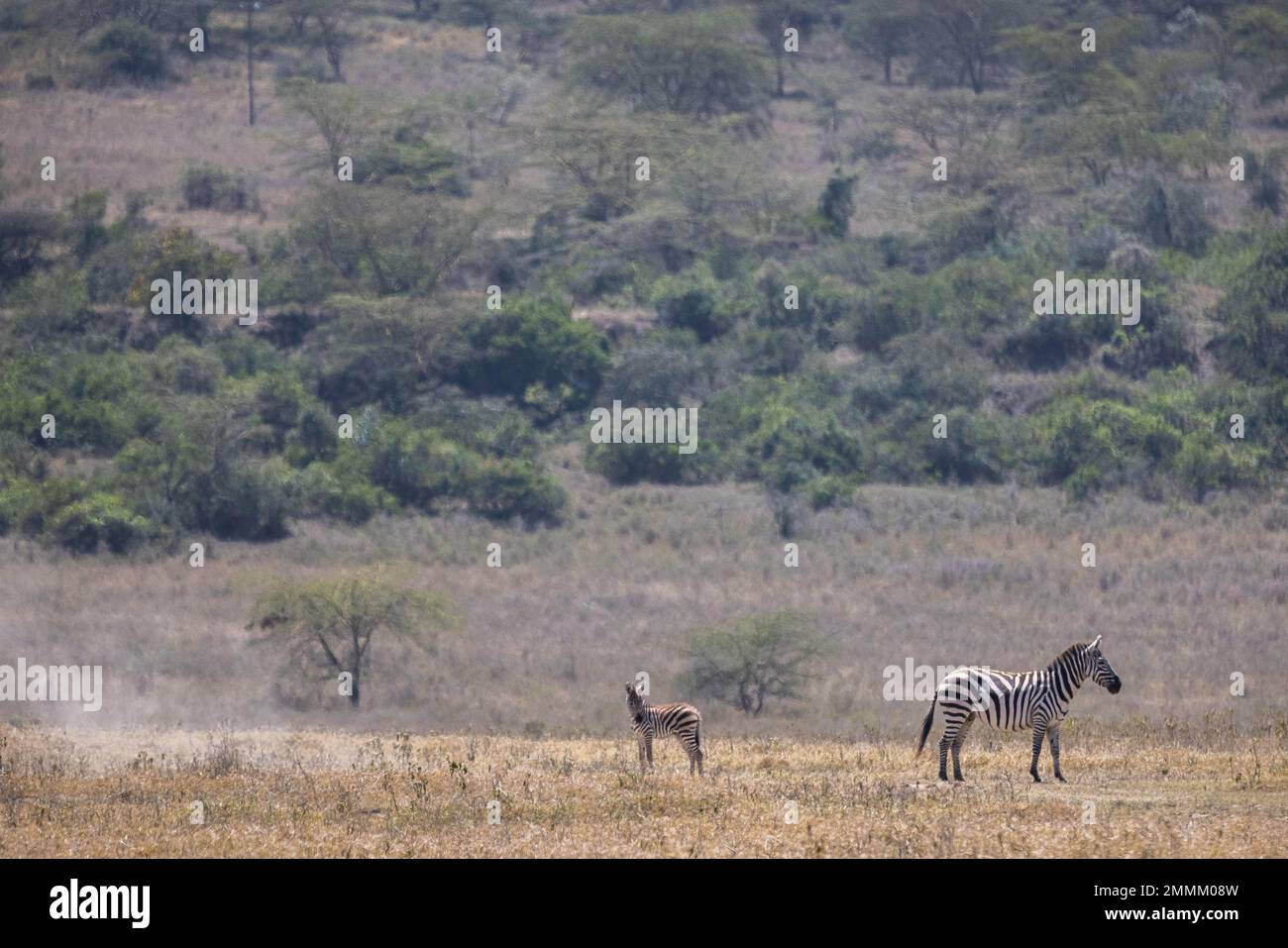 Impala with zebras hi-res stock photography and images - Alamy