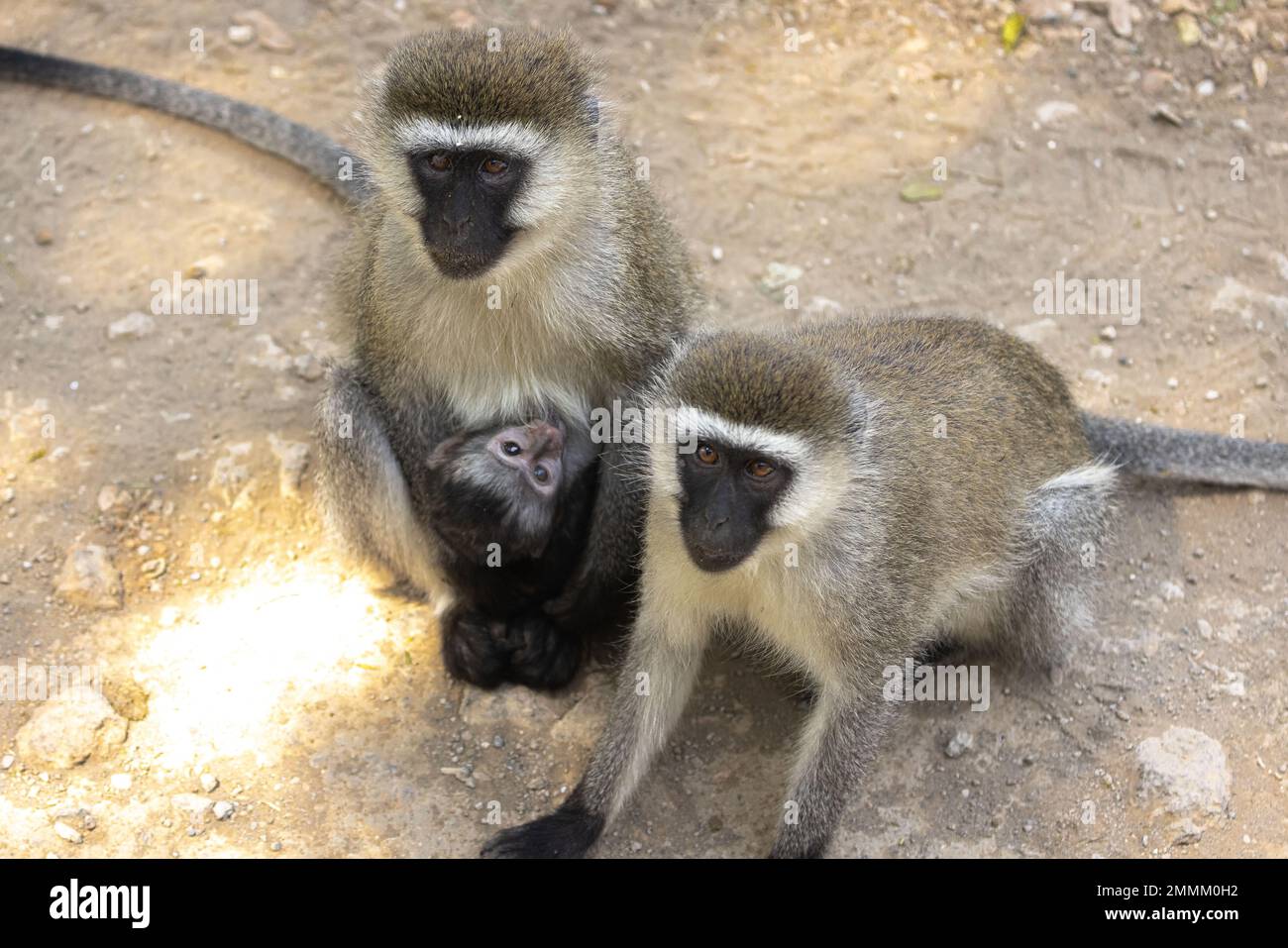 Baboons care for their baby Stock Photo - Alamy