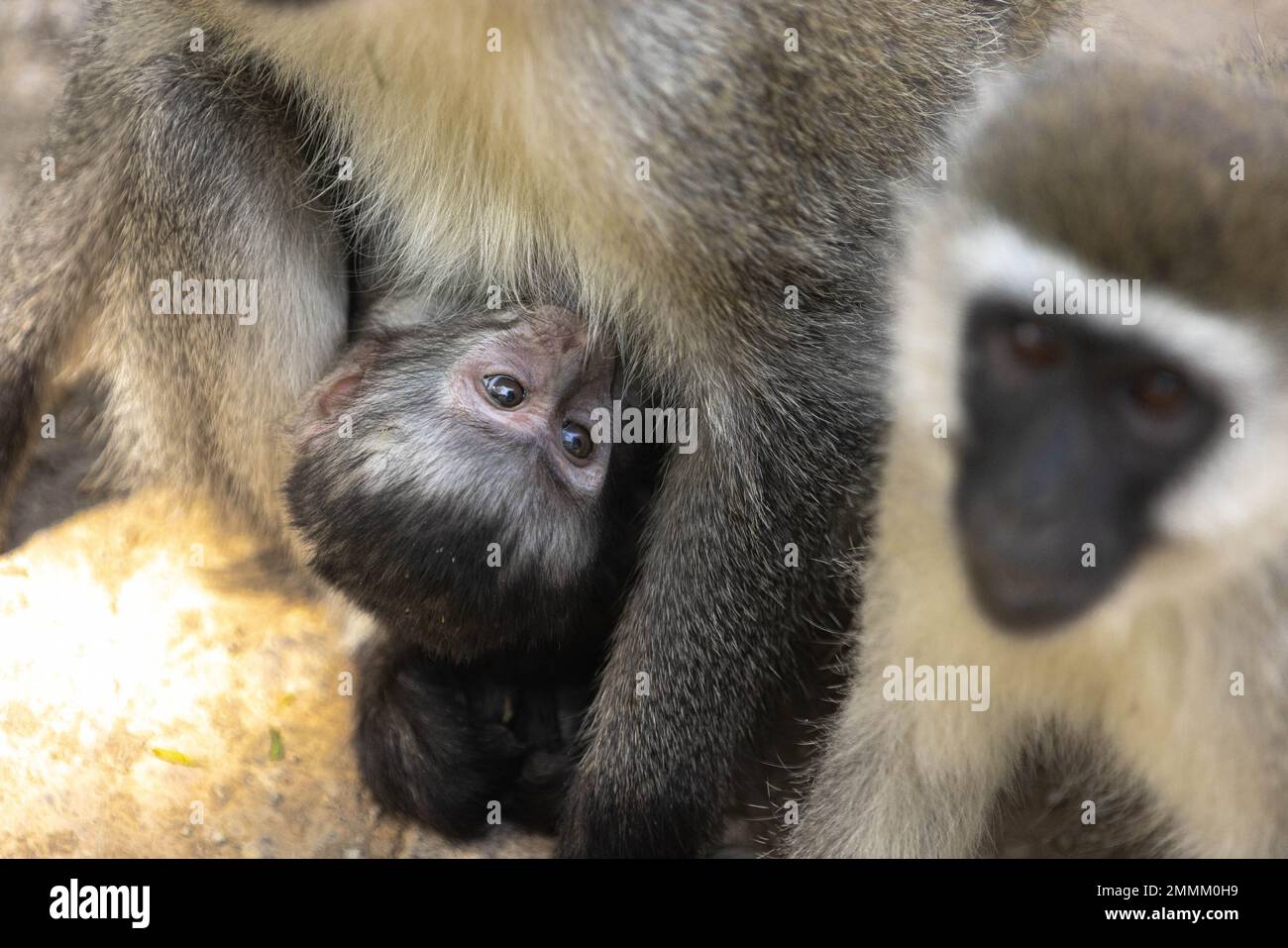 Baboons care for their baby Stock Photo - Alamy