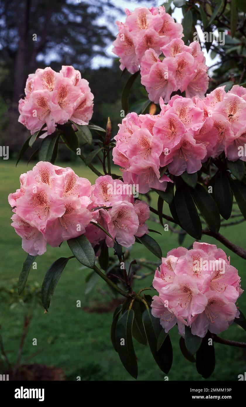 RHODODENDRON BUSH IN FULL BLOOM Stock Photo - Alamy