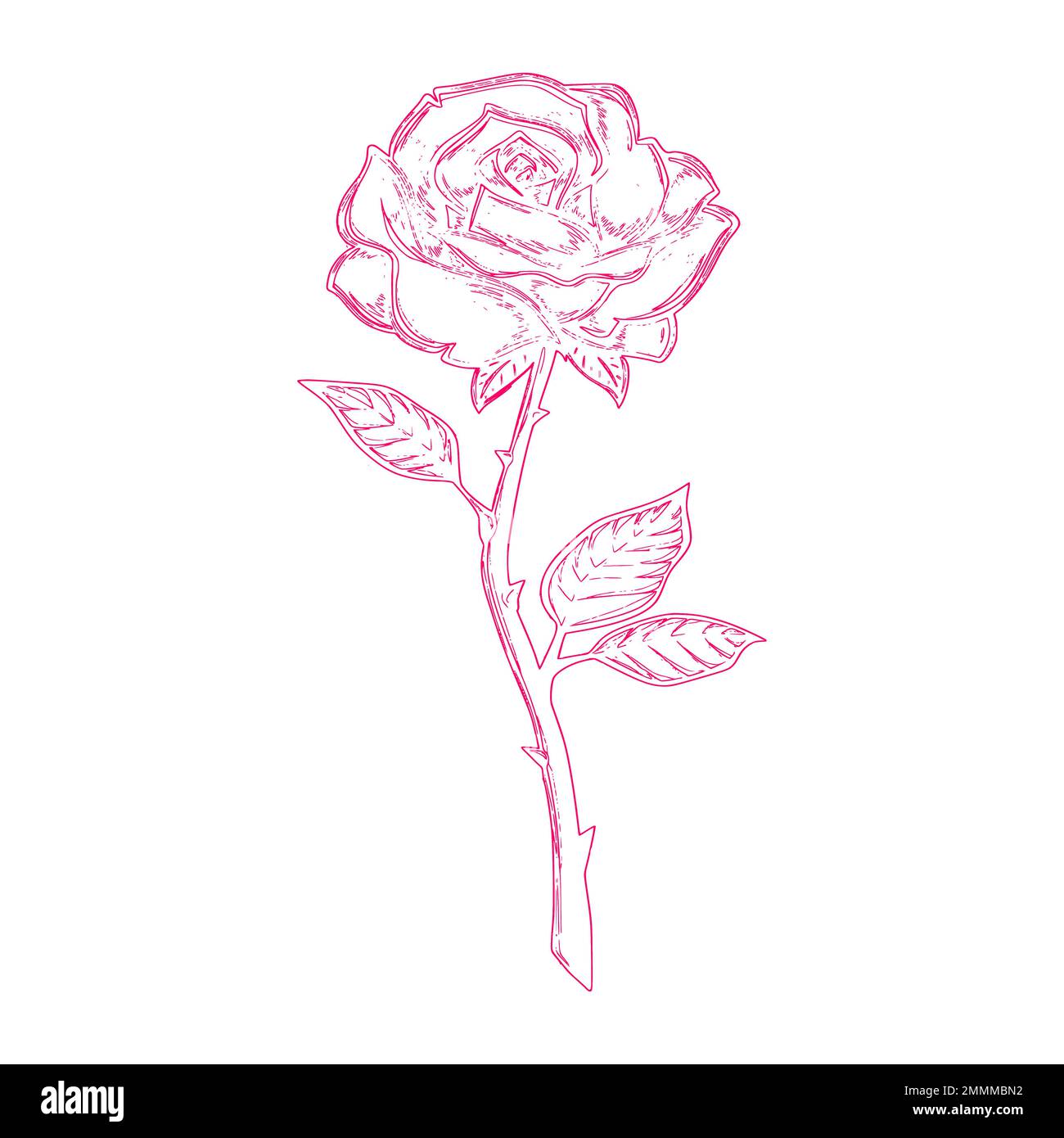 Rose Flower isolated on white background. Vector Illustration Graphic ...