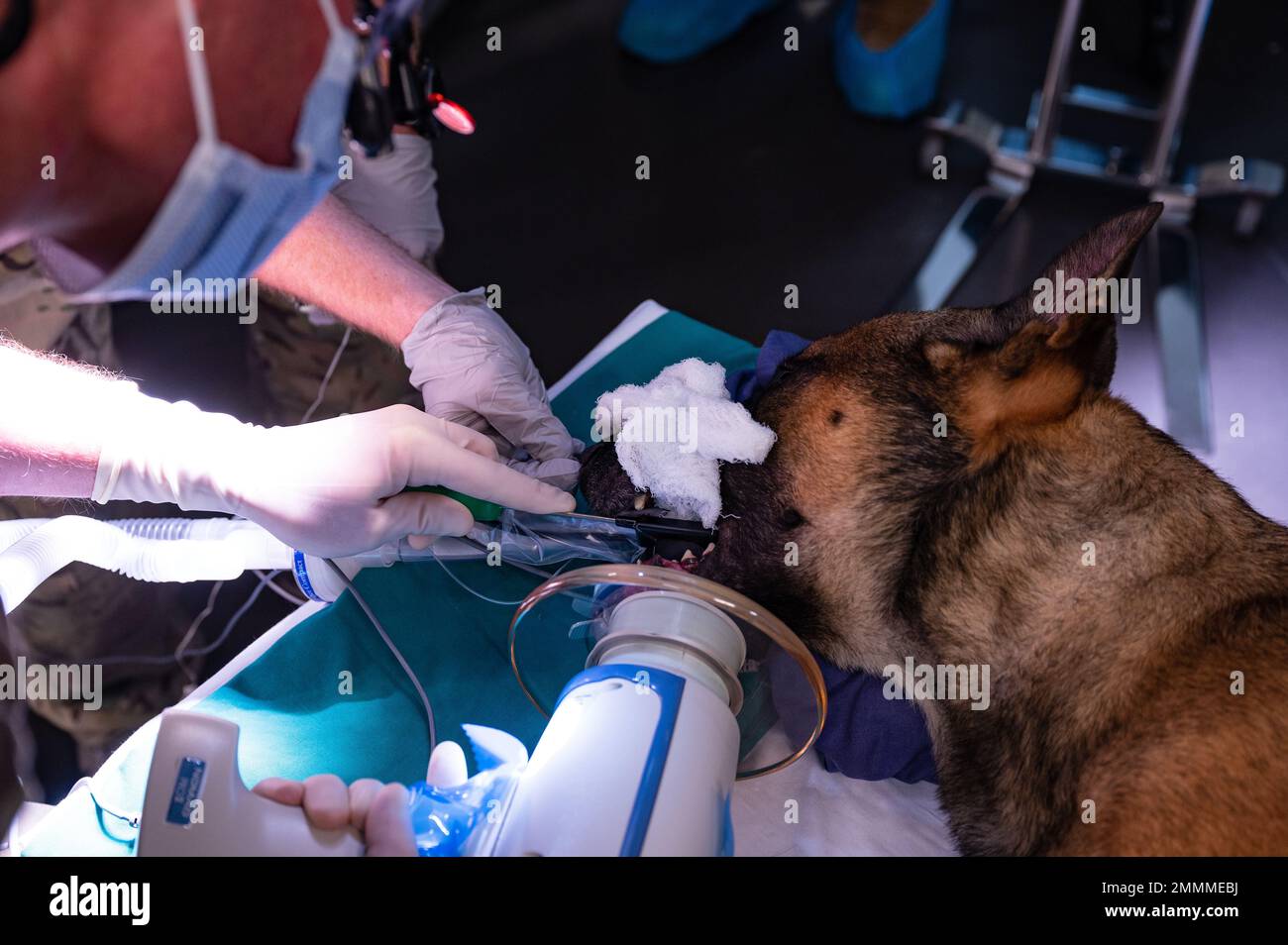 U.S. Air Force Military Working Dog, Bolt, has an x-ray taken during ...
