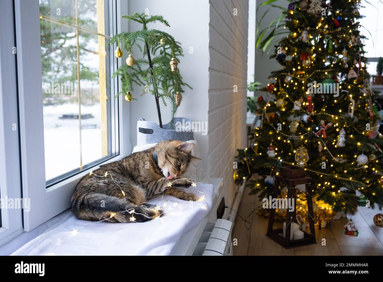 The cat is gnawing the wires of the LED garland. Hooliganism of a pet ...