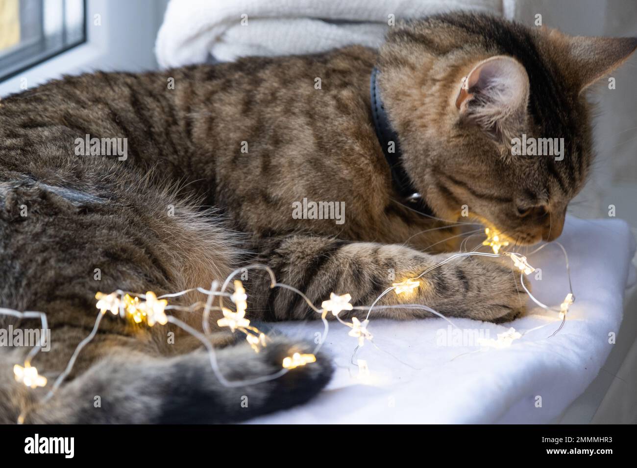 The cat is gnawing the wires of the LED garland. Hooliganism of a pet ...