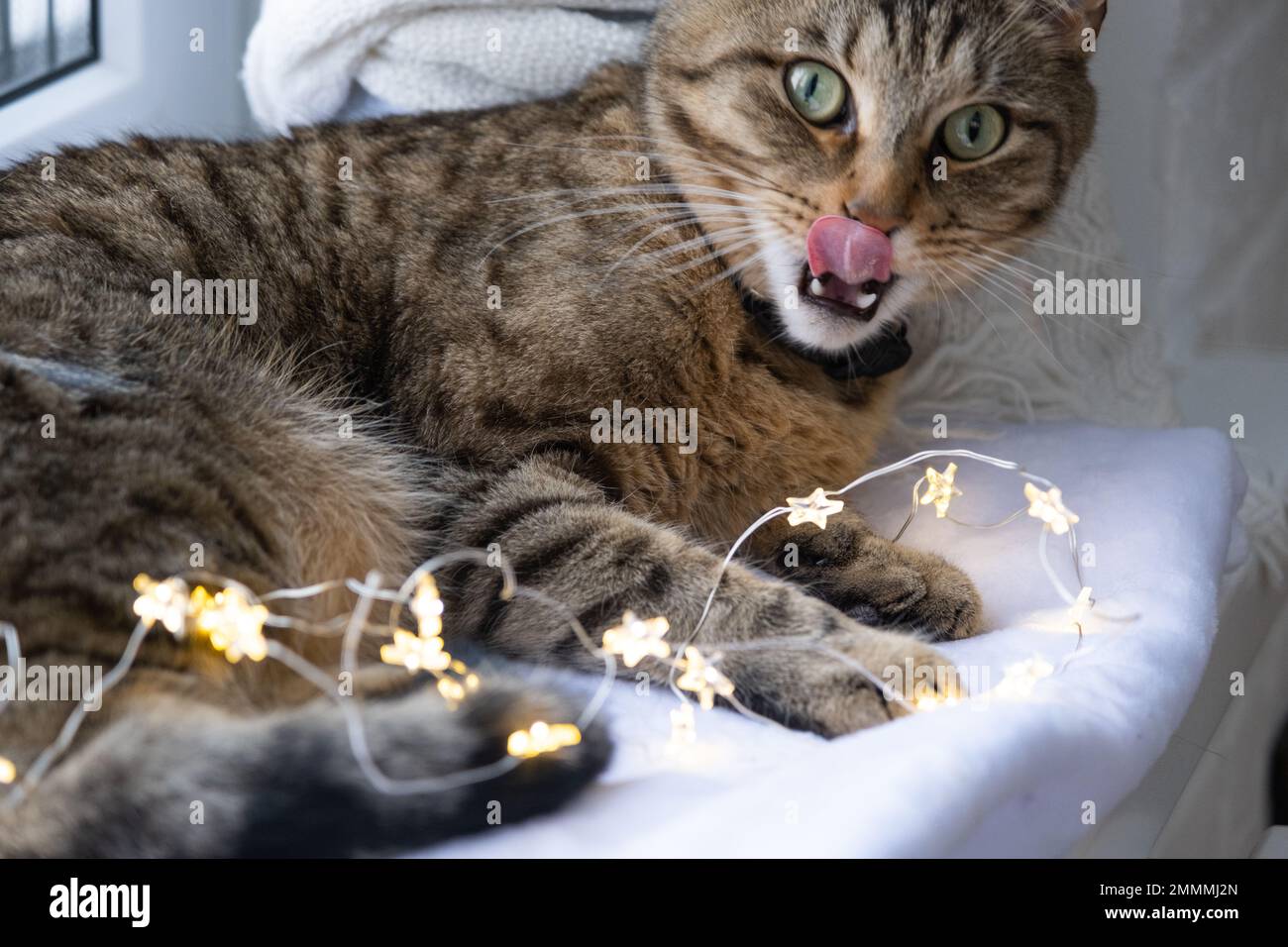 The cat is gnawing the wires of the LED garland. Hooliganism of a pet ...