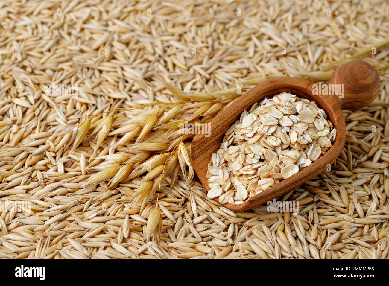 oatmeal in scoop with oat ears and grains as background Stock Photo - Alamy