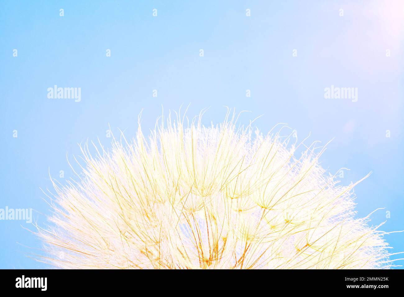 Big dandelion in the sunlight on a background of sky Stock Photo - Alamy
