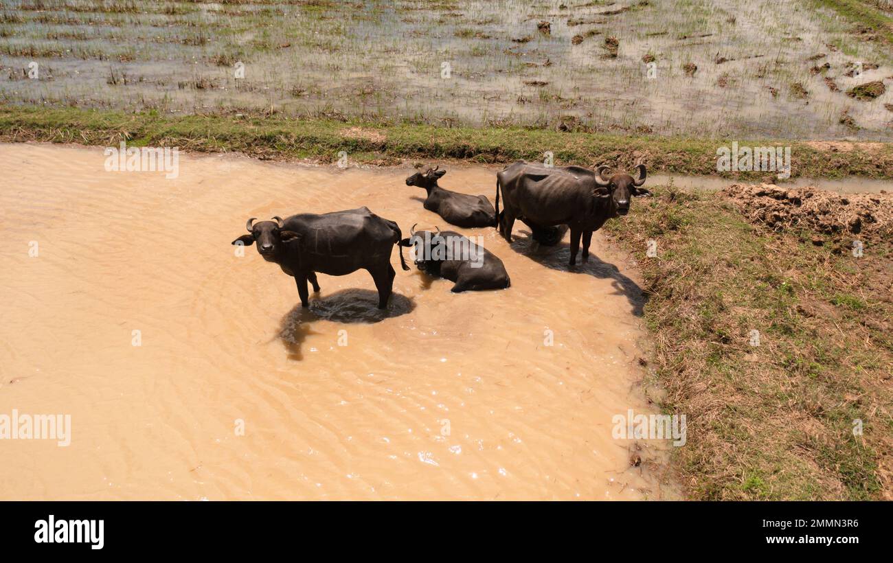 Aerial view of Buffaloes in the water among agricultural land and rice ...