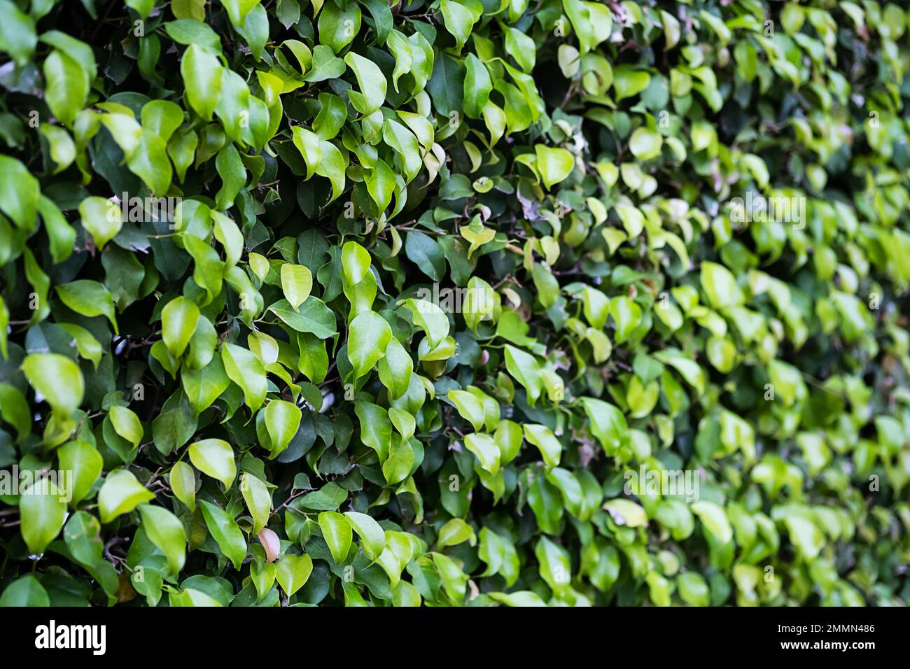 Evergreen hedge plants surface. Natural wall plants background Stock ...