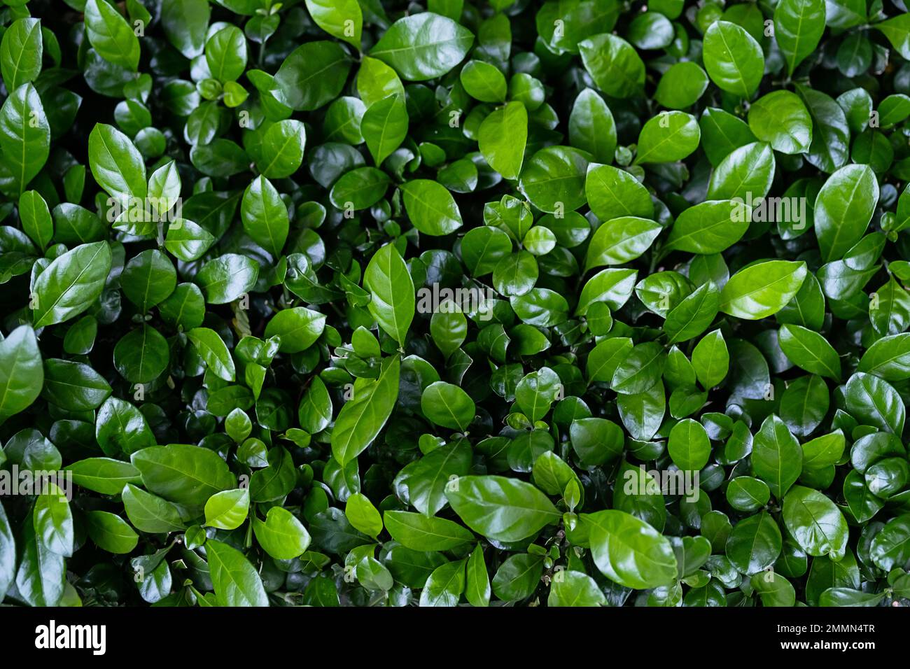 Evergreen hedge plants surface. Natural wall plants background Stock ...