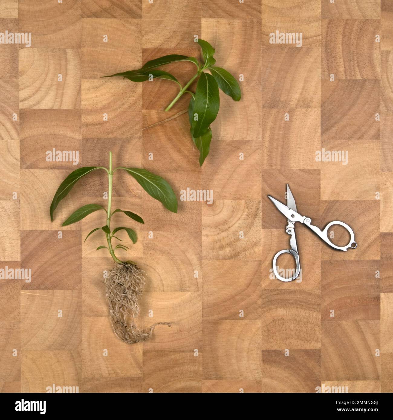 concept image of plant cut in half on chopping board with scissors ...