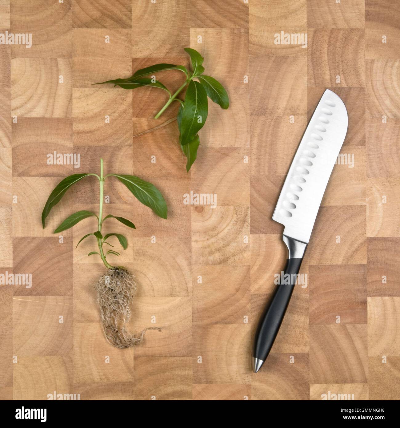 concept image of plant cut in half on chopping board with knife Stock ...