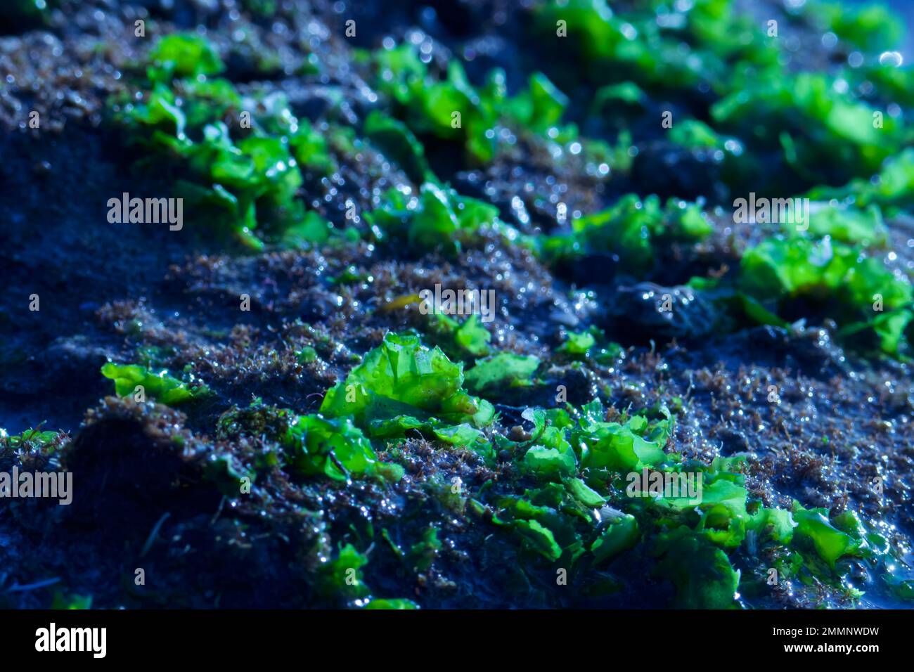 Green moss on the rock. Sea moss Stock Photo - Alamy