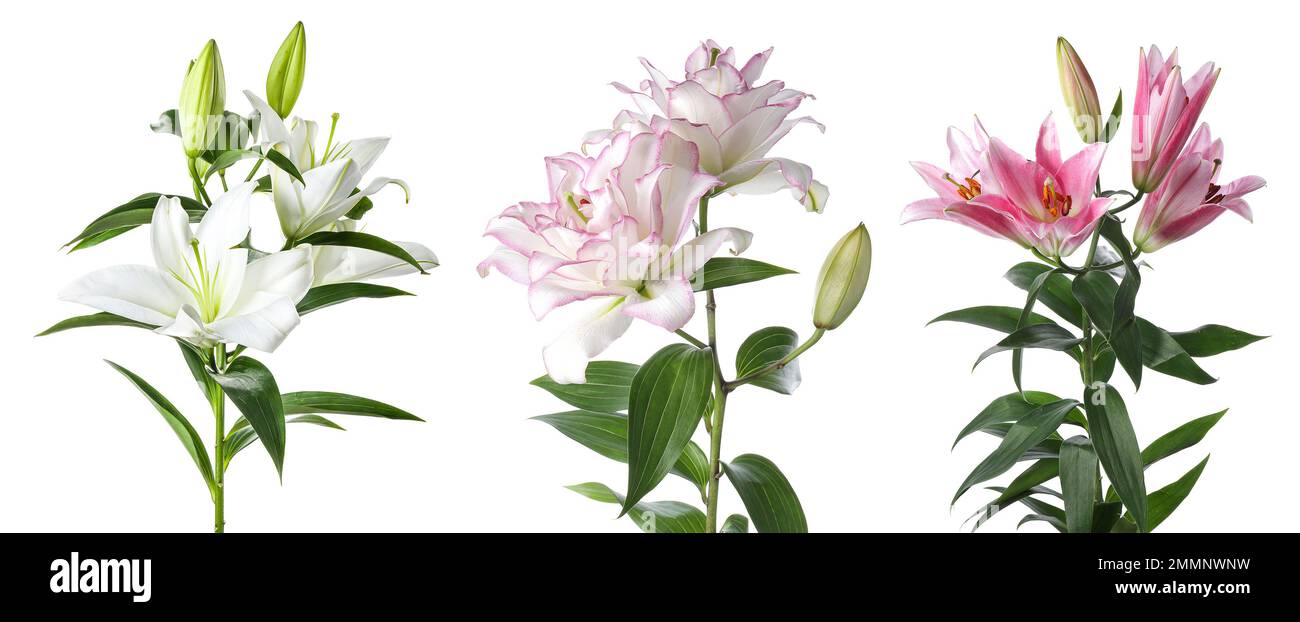 Collage of beautiful lilies on white background Stock Photo - Alamy
