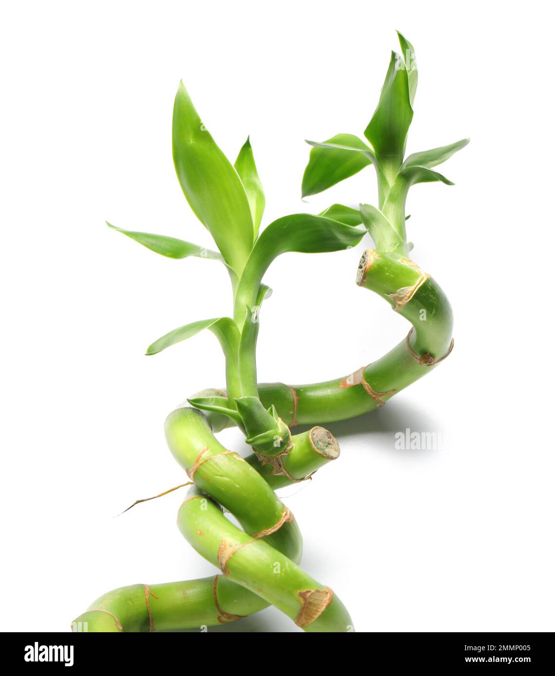 Bamboo stems isolated on white background Stock Photo - Alamy