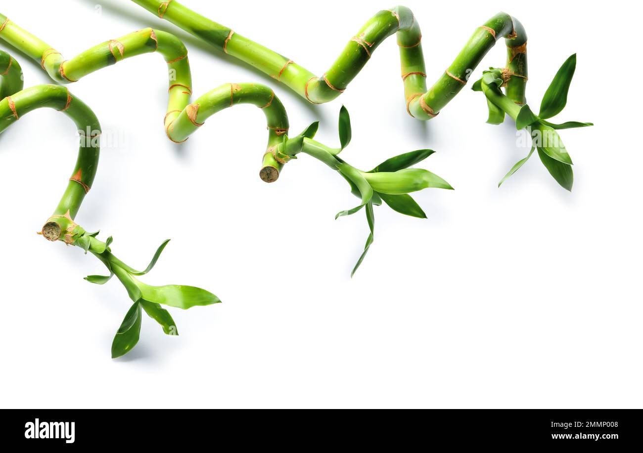 Bamboo stems isolated on white background Stock Photo - Alamy