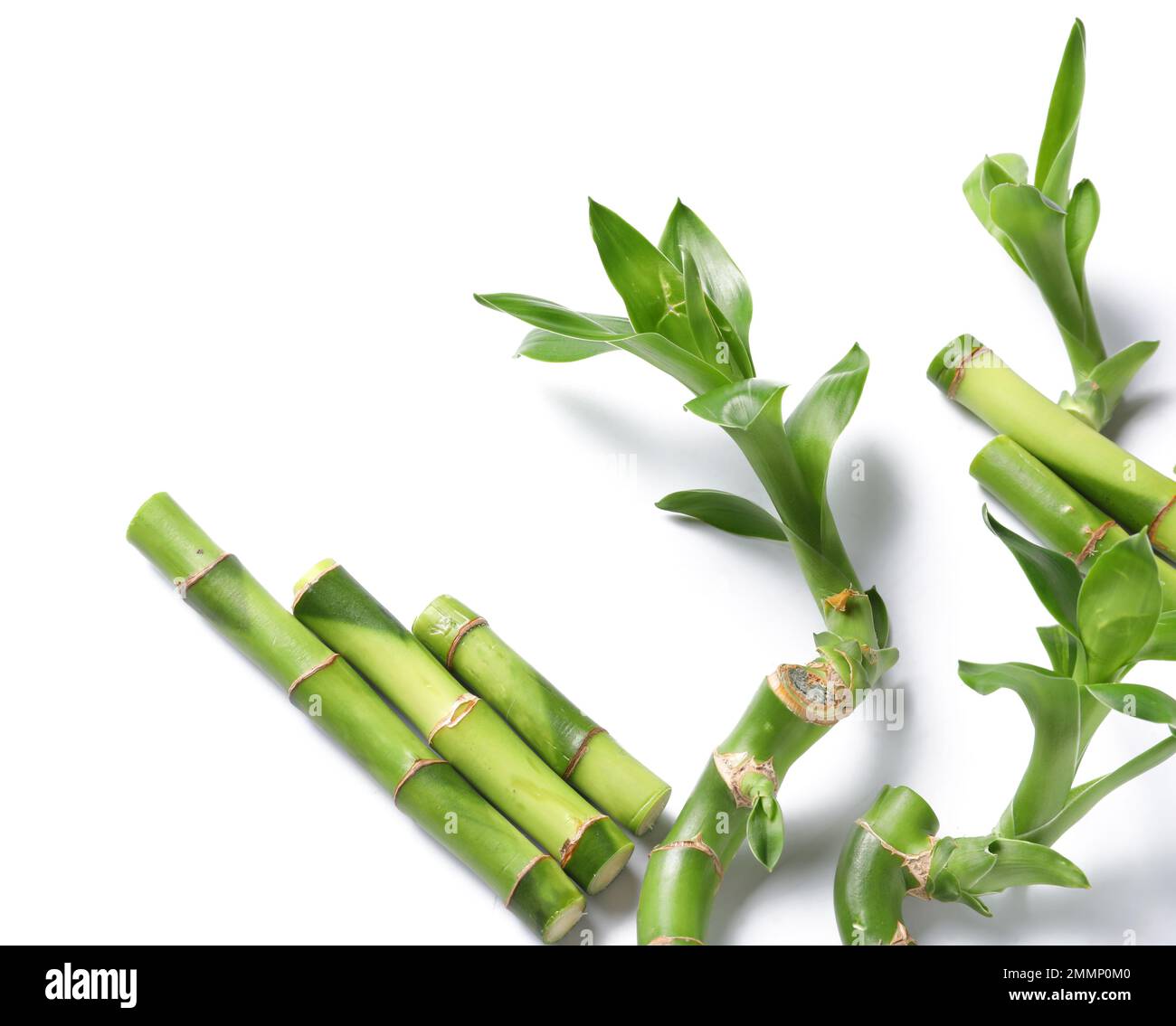 Green bamboo stems isolated on white background Stock Photo - Alamy