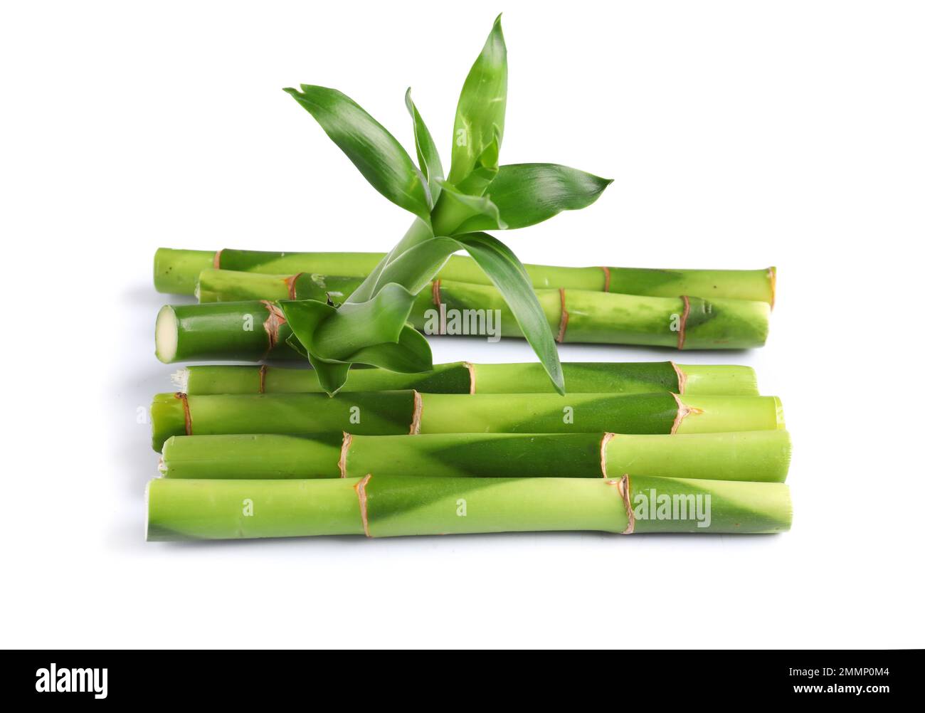 Bamboo stems isolated on white background Stock Photo - Alamy