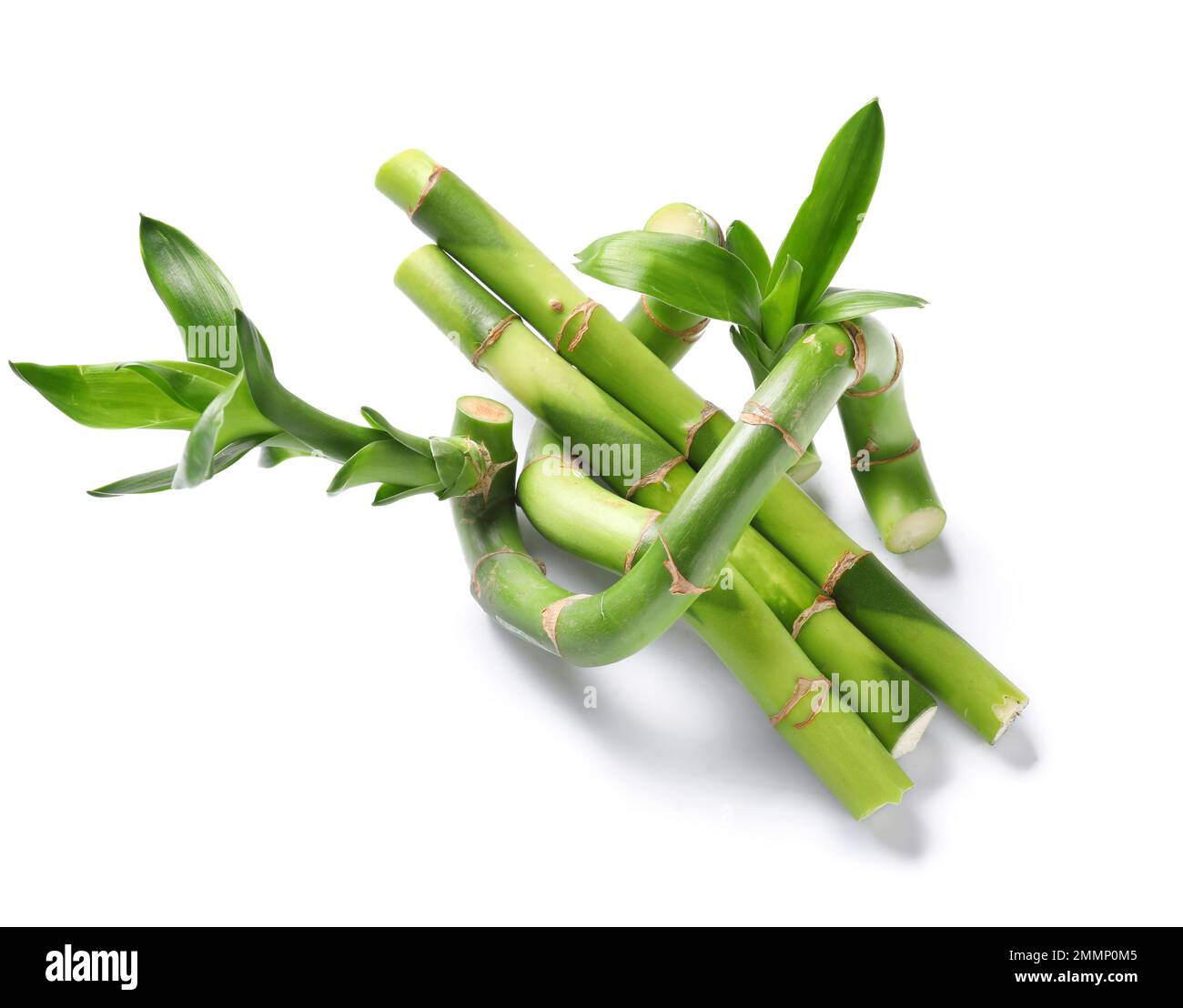 Green bamboo stems on Cut Out Stock Images & Pictures - Alamy
