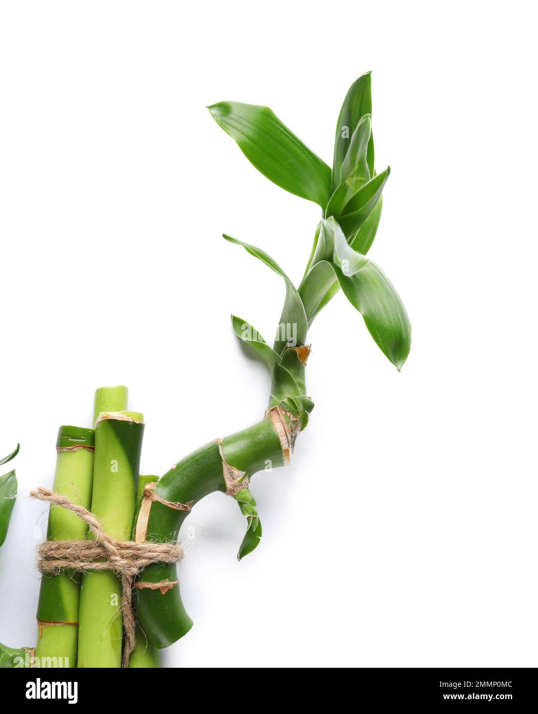 Cut bamboo stems hi-res stock photography and images - Alamy