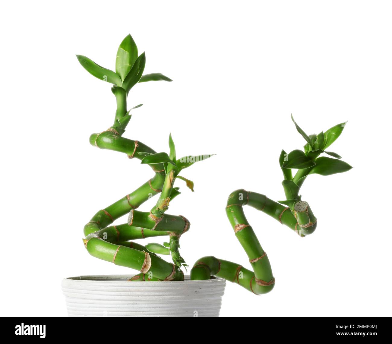 Potted plant and stick hi-res stock photography and images - Alamy