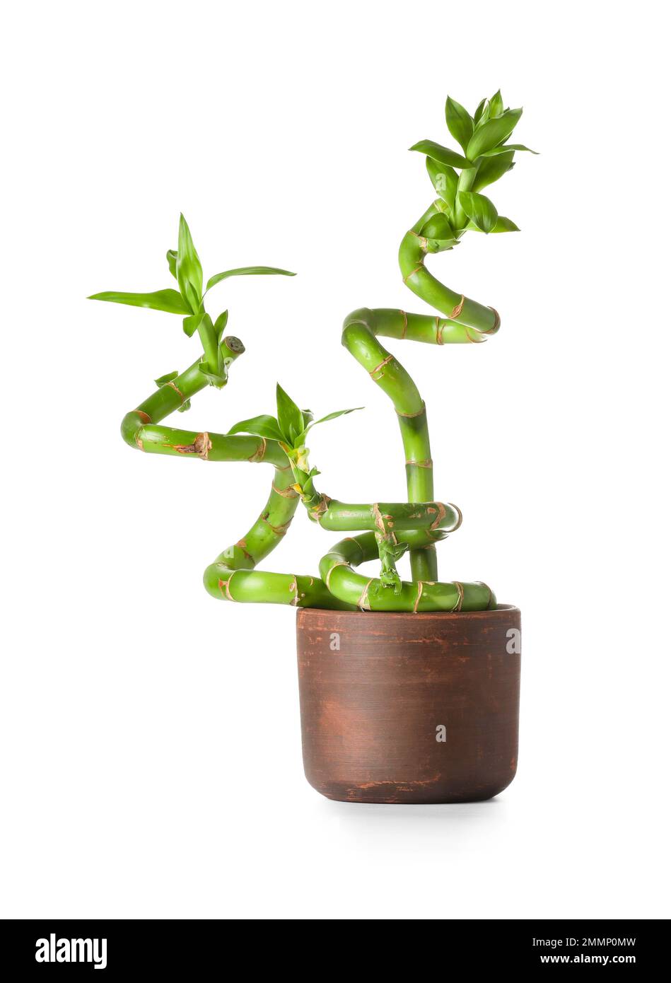 Potted bamboo plant isolated on white background Stock Photo - Alamy