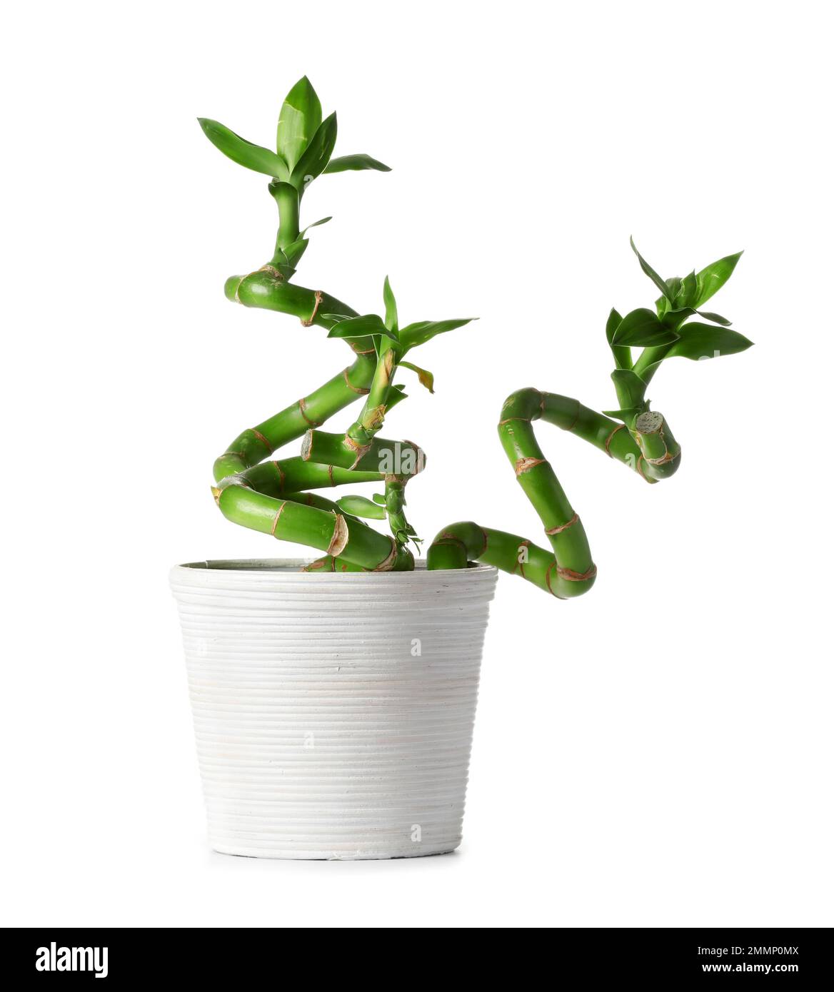 Potted bamboo plant on white background Stock Photo - Alamy