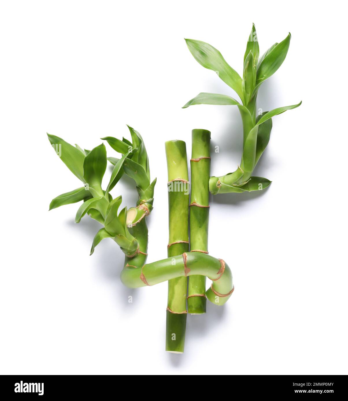 Bamboo tree top Cut Out Stock Images & Pictures - Alamy