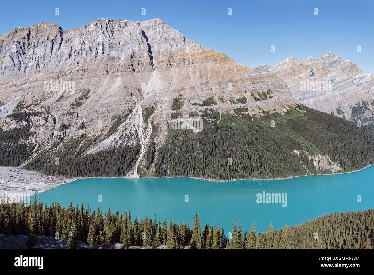 tourquoise colored Peyto Lake in Banff National Park in Alberta Canada showing the edge of Peyto ...