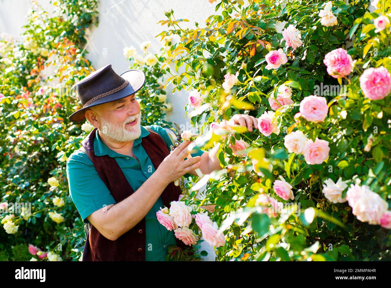 Senior man planting flowers at summer garden. Farmer in garden cutting ...